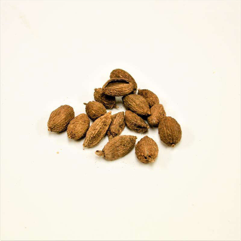 Shenzhou TCM Shop : ShaRen Fructus Amomi